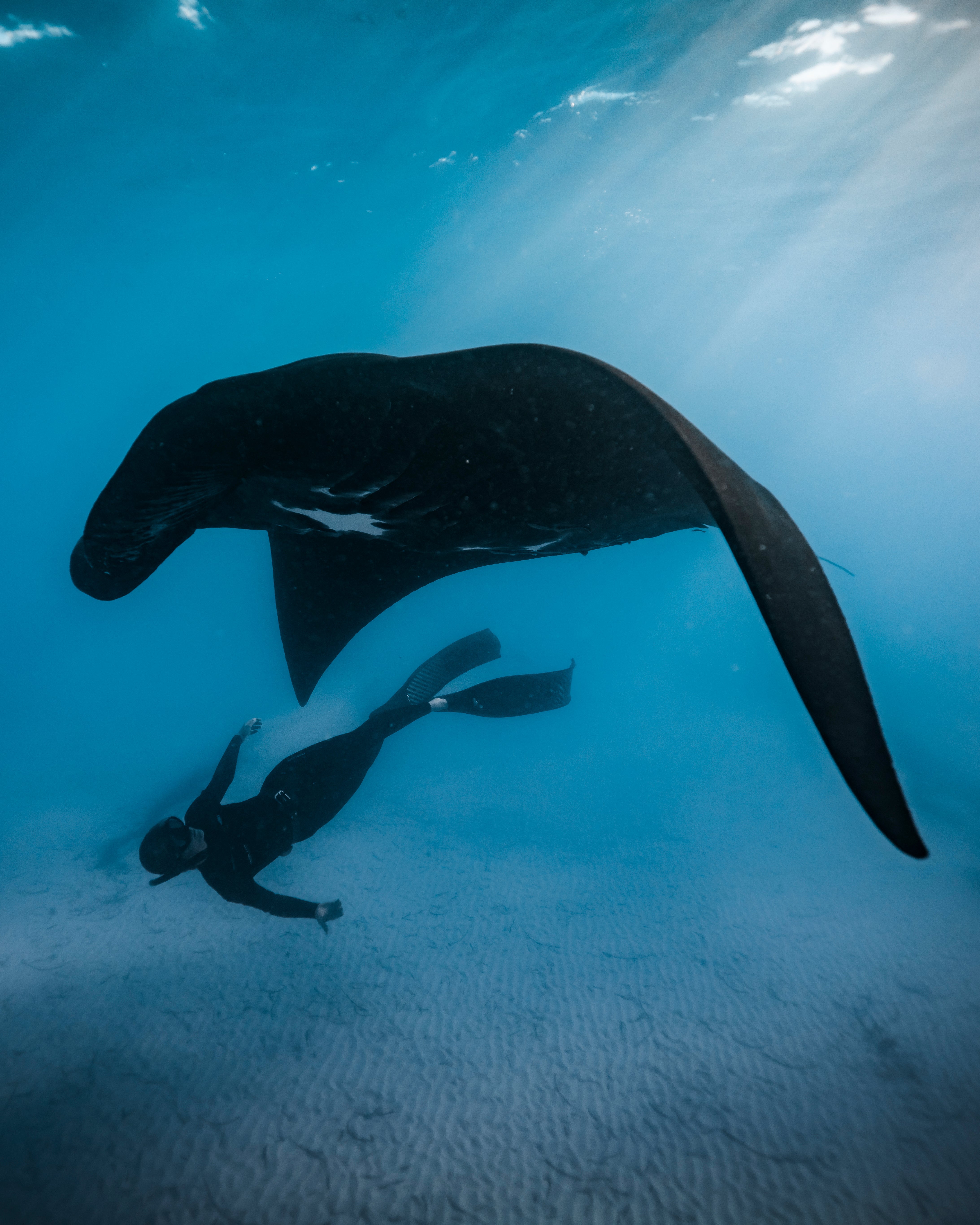 Manta Collection – Shark Eyes Australia